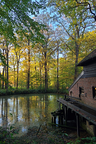 Going Dutch | International Education And Enrolment