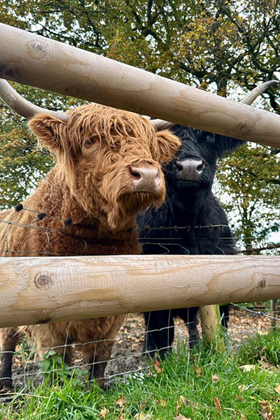 Lochs, law and lore | International Education And Enrolment